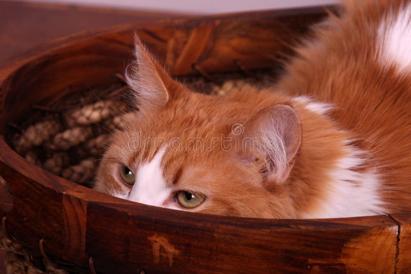 A Cat Hiding it s Face stock image. Image of eyes, domestic - 23709607