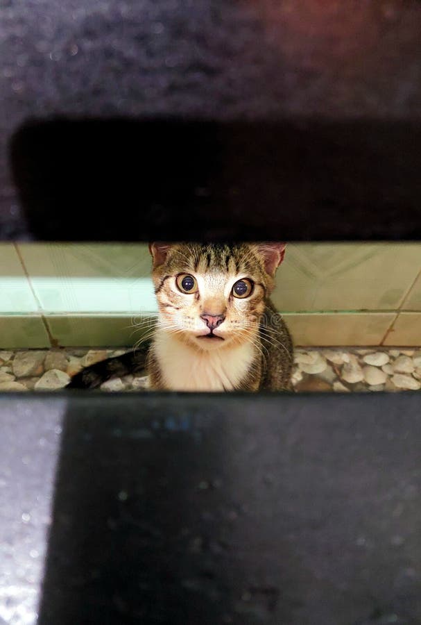Cat hiding under the chair stock image. Image of whiskers - 262212661