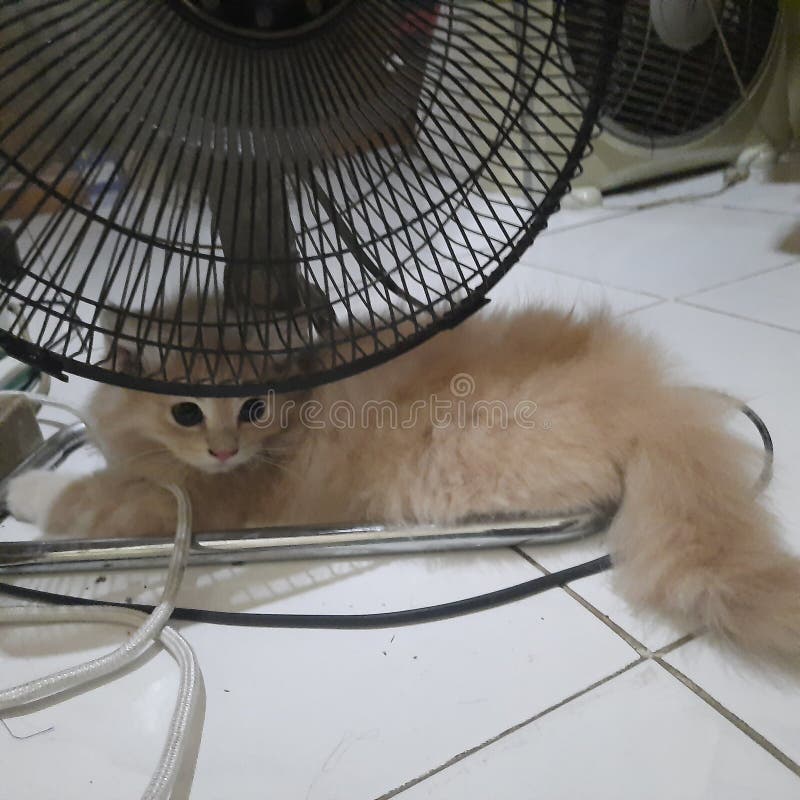 455 Cat Fan Photos - Free & Royalty-Free Stock Photos from Dreamstime