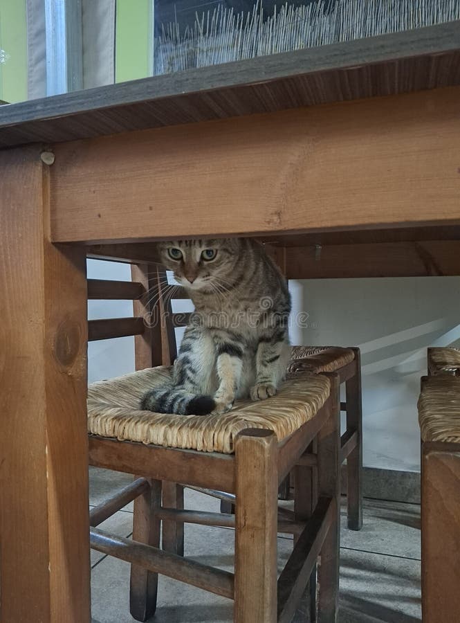 1,393 Cat Under Table Stock Photos - Free & Royalty-Free Stock Photos ...