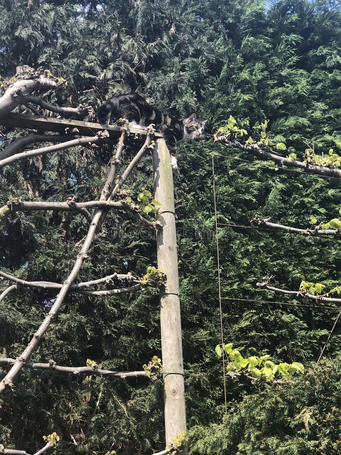 Cat High in a Tree and Afraid To Get Down Stock Photo - Image of tree ...