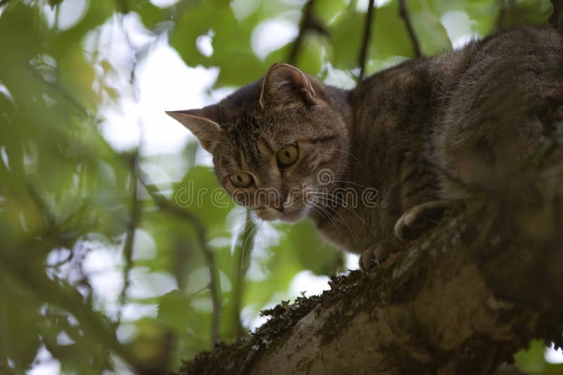 Cat High Up in Tree Look Down Stock Image - Image of climbing, kitty ...