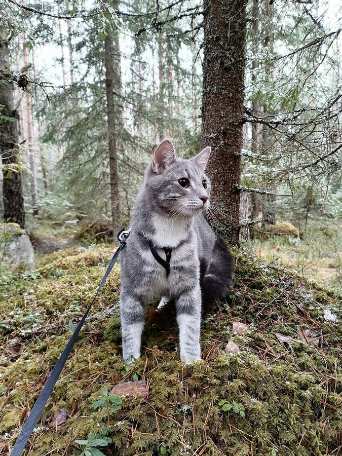 A Cat on a Hike in the Woods Stock Image - Image of woodland, hike ...