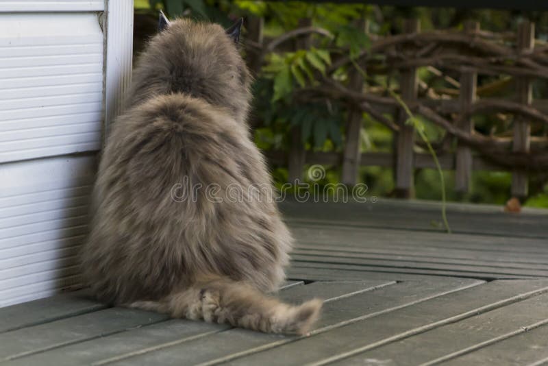Cat on his back stock image. Image of looking, playful - 110951997