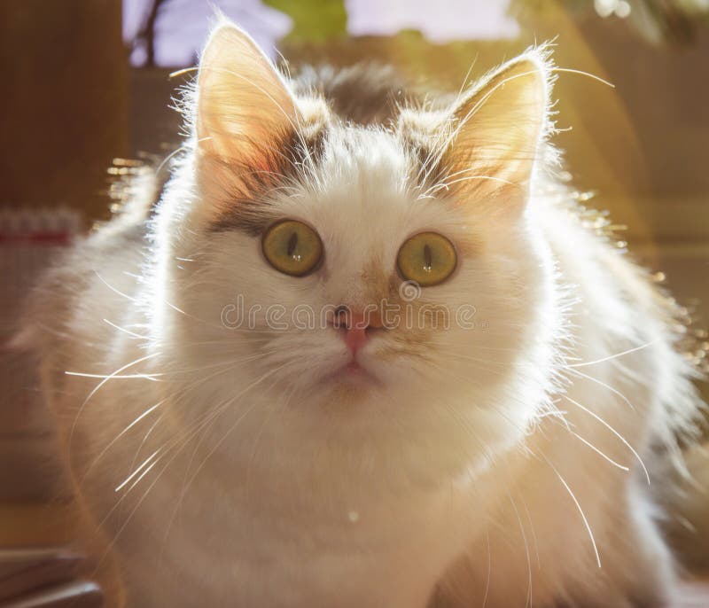 Cat and His Interested Eyes Stock Image - Image of cats, friend: 52507599