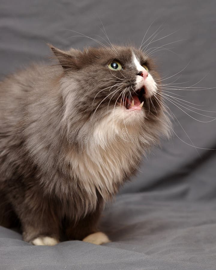 Cat hisses aggressive stock image. Image of furry, hiss - 25996683
