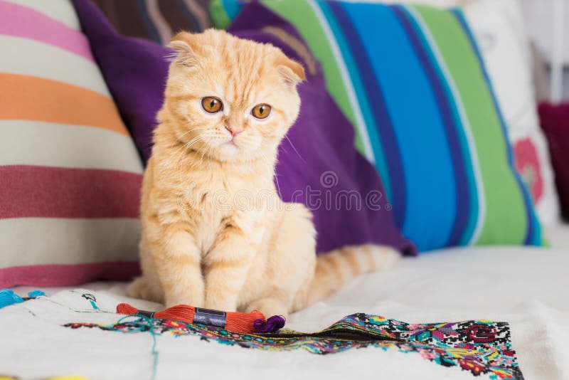 Cat and hobby stock photo. Image of kitten, pillows, medical - 94850950