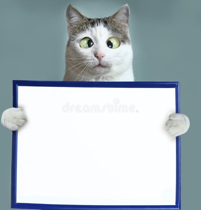 Cat Hold Blank Empty Paper Sheet in Frame Stock Photo - Image of fluffy ...