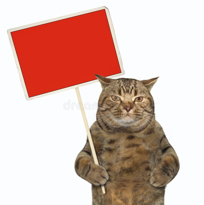 Cat with sign 2 stock image. Image of cardboard, blank - 124959365