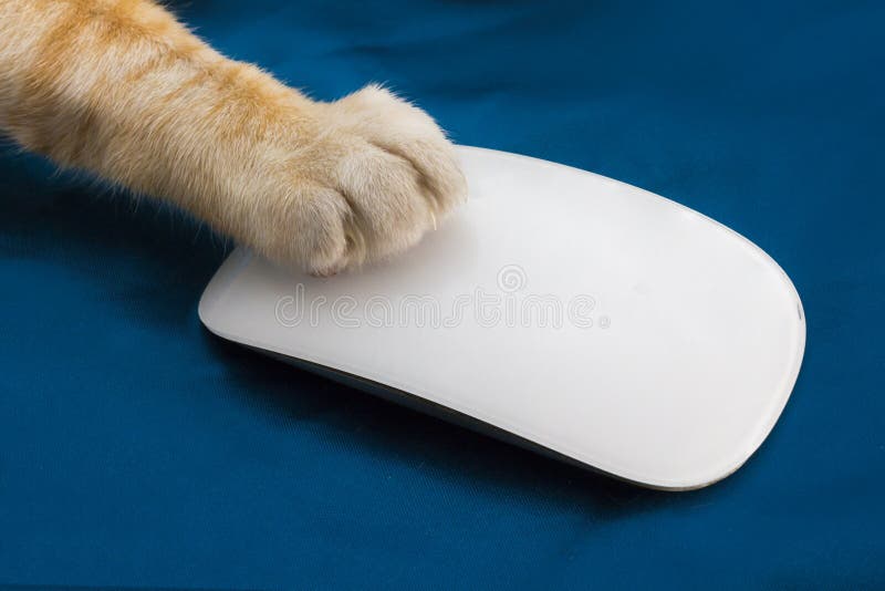 A Cat Holding a Computer Mouse Stock Photo - Image of mouse, lovely ...
