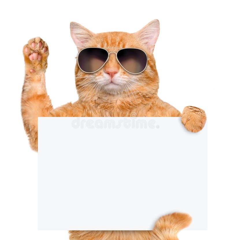 1,053 Cat Holding Sign Stock Photos - Free & Royalty-Free Stock Photos ...