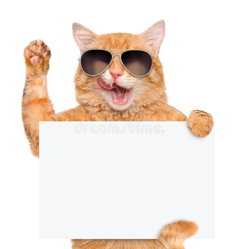 Cat Holding in His Paws White Banner. Stock Photo - Image of kitten ...