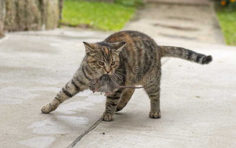 Grey Stripped Cat Holding a Small Grey Mouse in Her Teeth. Stock Image ...