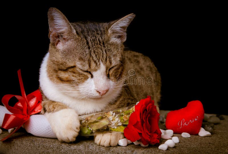 Adorable Black Cat Holding Red Rose Stock Photos - Free & Royalty-Free ...