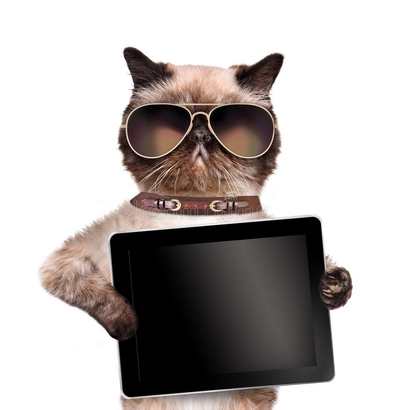 Cat holding a tablet. stock photo. Image of computer - 40593826