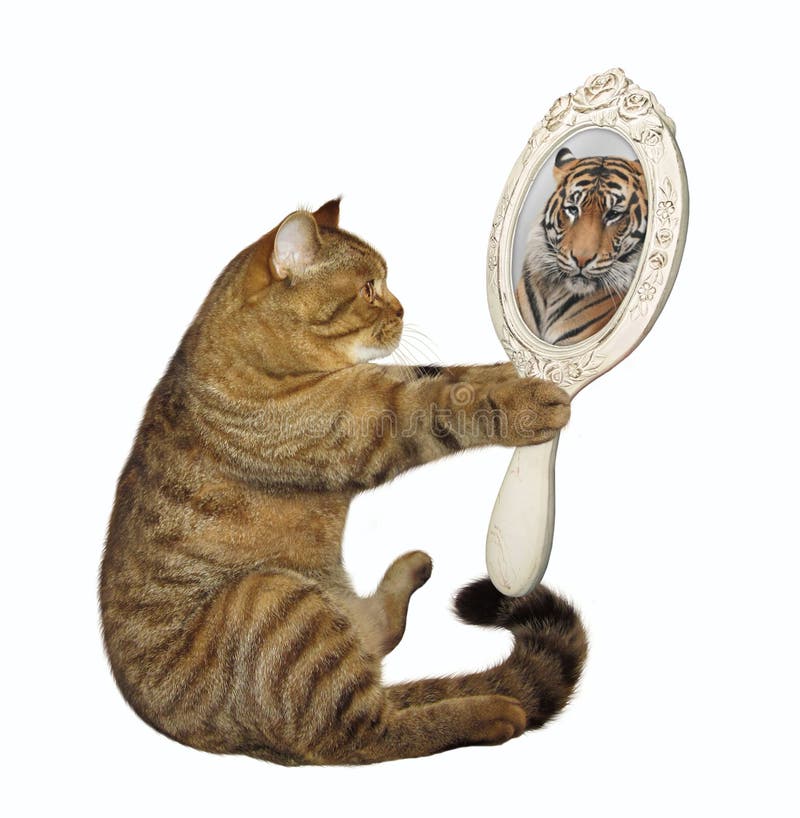 Cat looks in mirror 3 stock image. Image of megalomania - 119783163