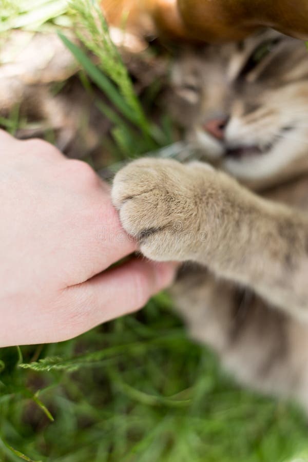 Cat holds paws hand stock image. Image of furry, british - 142921315