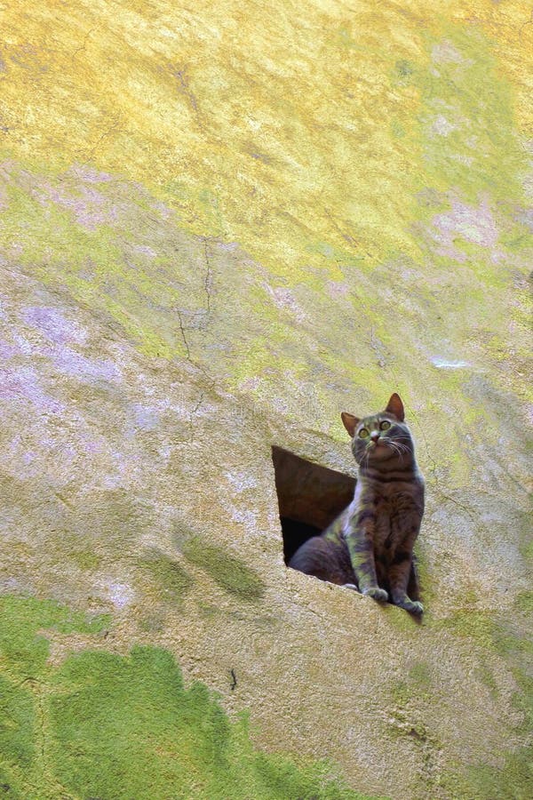 Cat and hole on wall stock photo. Image of looking, pets - 143021636