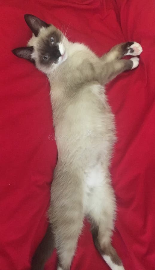 Cat on Holiday. it Was a Hard Game Day and Now - Rest Stock Photo ...