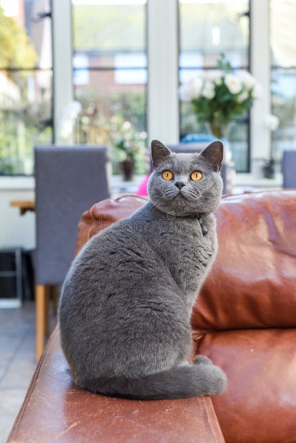 Cat at Home in Domestic Room Pet Cat in the House Stock Photo - Image ...
