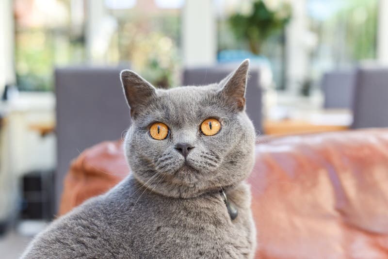 Cat at Home in Domestic Room Pet Cat in the House Stock Image - Image ...