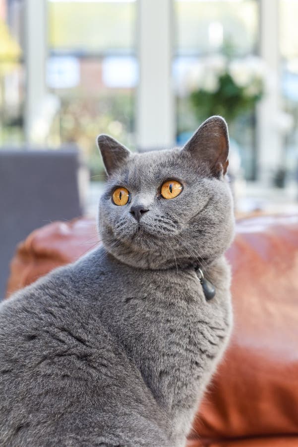 Cat at Home in Domestic Room Pet Cat in the House Stock Image - Image ...