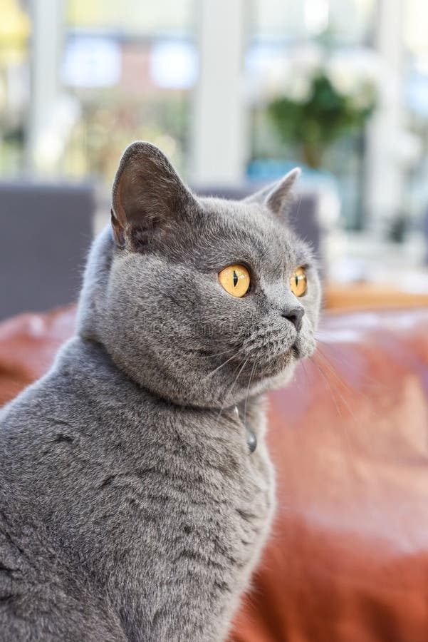 Cat at Home in Domestic Room Pet Cat in the House Stock Photo - Image ...