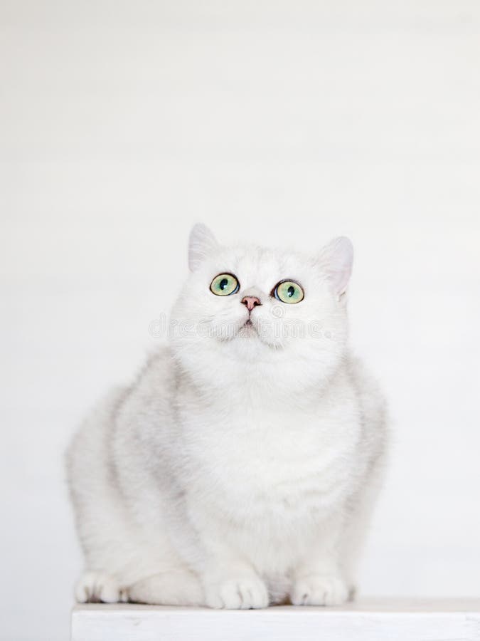 Cat at home stock photo. Image of mammal, white, face - 142035810
