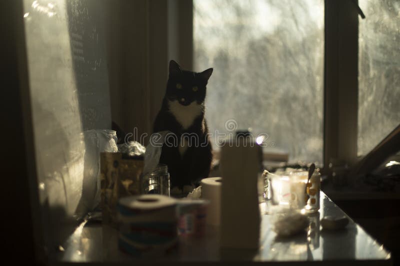 Cat at Home in Morning. Cat Sitting on Table Stock Photo - Image of ...