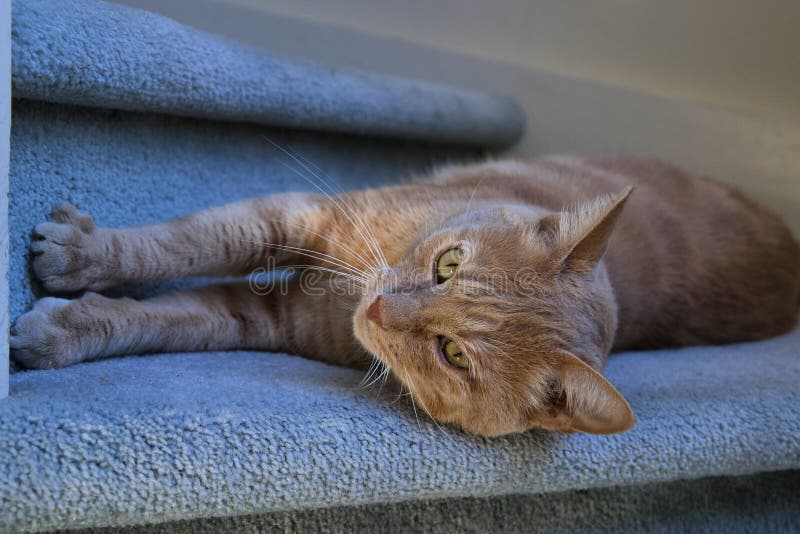 Cat, home, sleep stock photo. Image of whiskers, home - 186908602