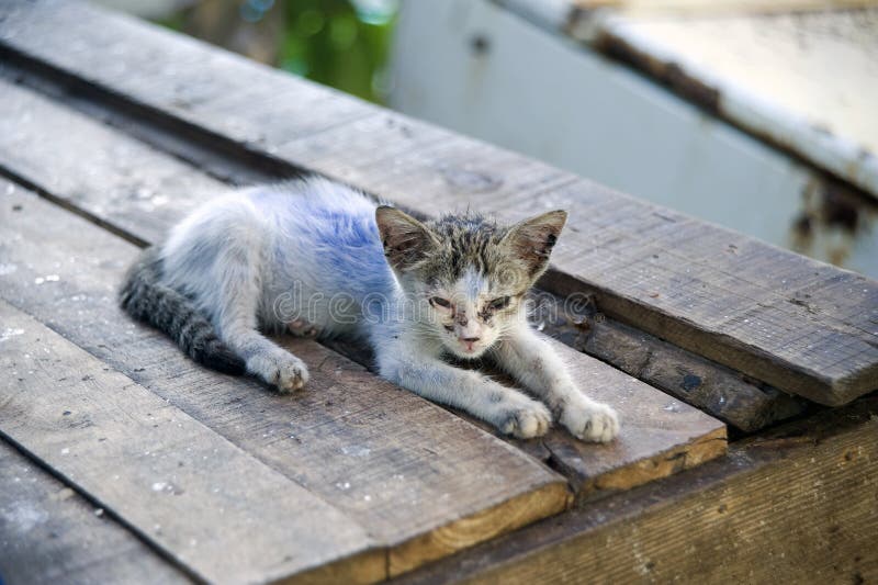 Cat stock photo. Image of homelessness, poverty, decoration - 42641146