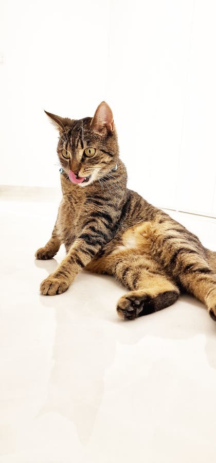 Cat in house stock image. Image of laying, domastic - 254886077