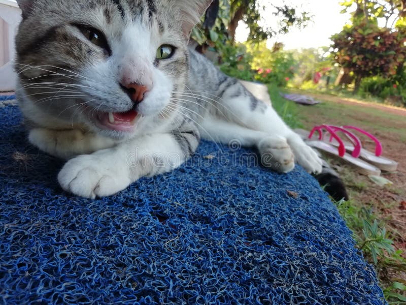 Innocent cat stock image. Image of smile, colorful, paddy - 140758995