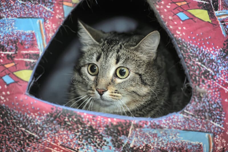 Cat in the house stock image. Image of headshot, hiding - 40248841