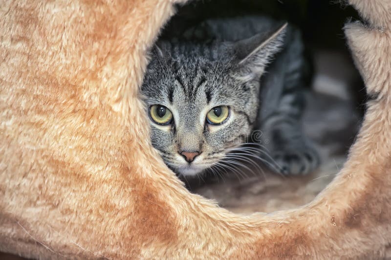 Cat in the house stock photo. Image of animal, look, fluffy - 40291506