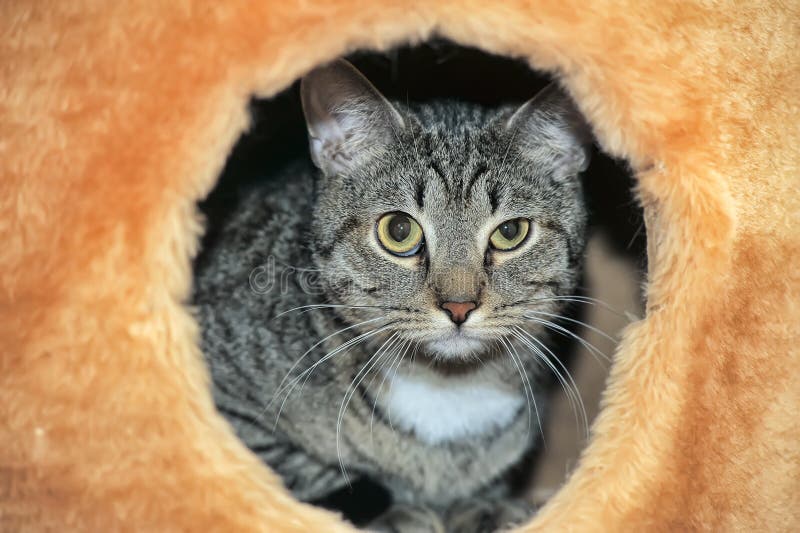 Cat in the house stock photo. Image of headshot, sacred - 40291718