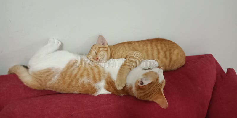 A cat hug a little kitten. stock image. Image of happy - 276493133