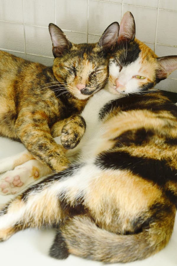 Cat Hug and Sleeping Together on Shelf in Grocery Shop Stock Photo ...