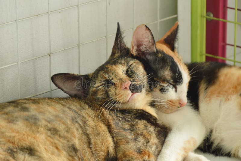 Cat Hug and Sleeping Together on Shelf in Grocery Shop Stock Photo ...