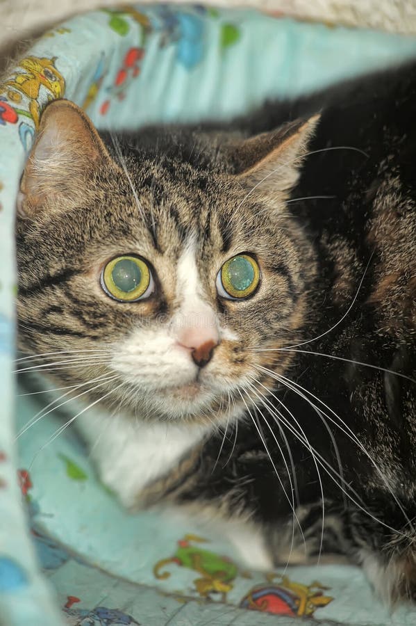 Cat with huge scared eyes stock photo. Image of eyes - 183563952