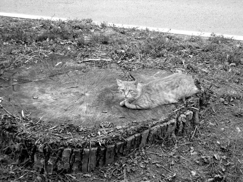Cat on a huge stump stock image. Image of trees, tree - 77324625