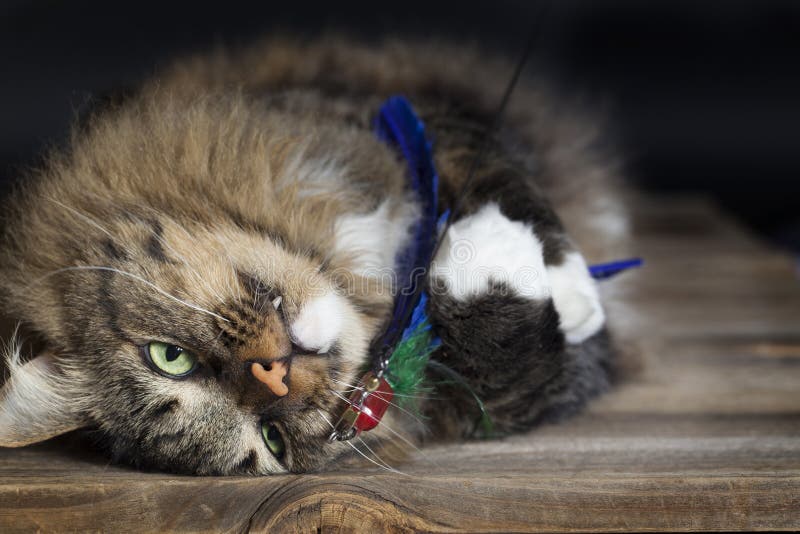 230 Cat Hugging Toy Stock Photos - Free & Royalty-Free Stock Photos ...