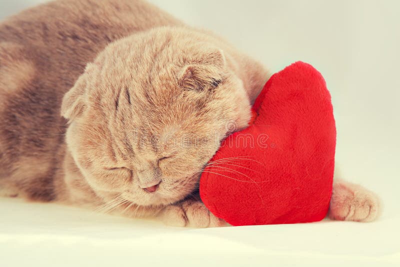 Cat Hugging Red Heart-shaped Pillow Stock Photo - Image of shaped ...