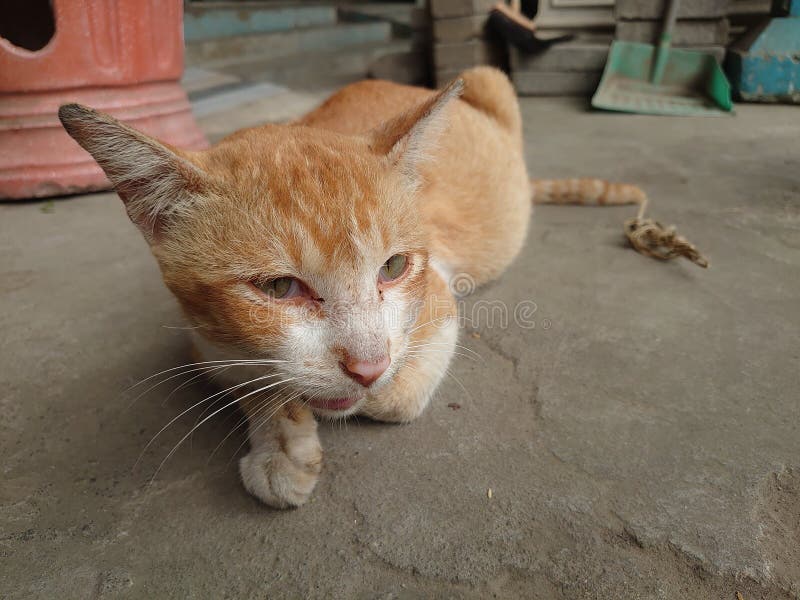 Cat is hungry stock photo. Image of whiskers, kitten - 249164236