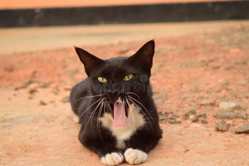 Cat is hungry stock image. Image of blackcat, hungry - 133773485