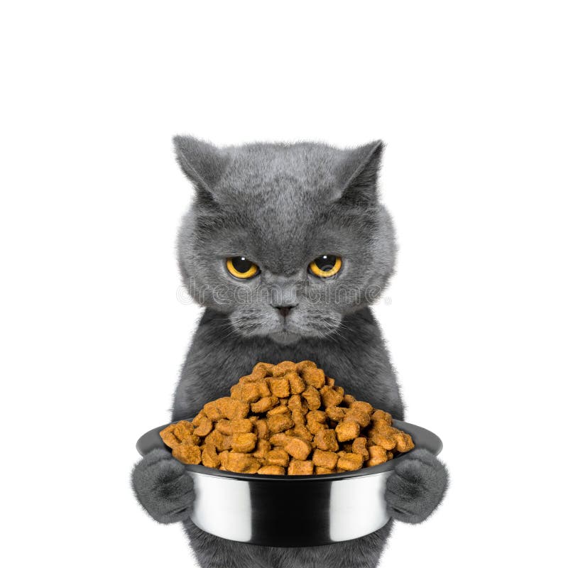 Cat Is Hungry And Keeps The Food Stock Image - Image of white, shot ...