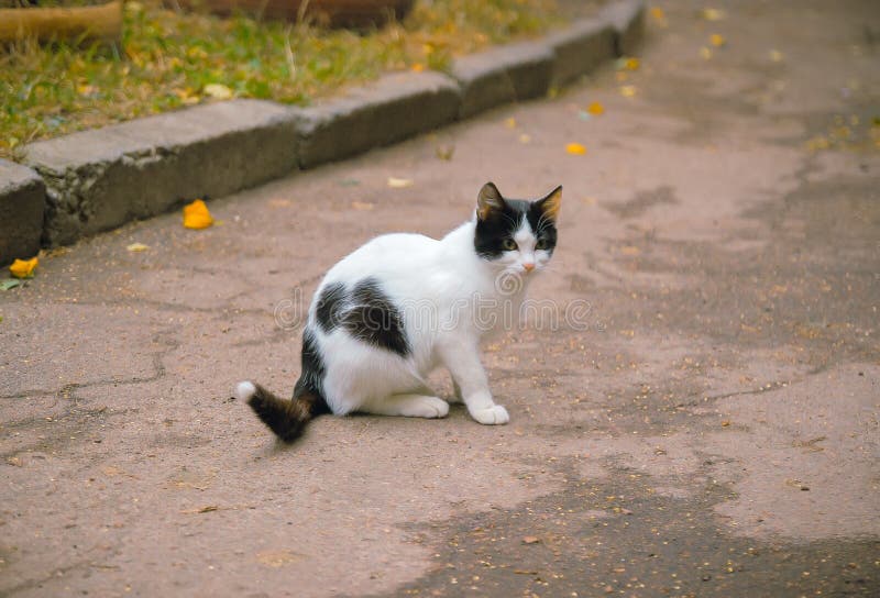A Cat on the Hunt before Attack Stock Image - Image of curiously, field ...