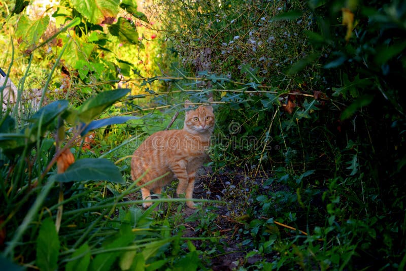 Cat-On the hunt stock photo. Image of feline, hunt, garden - 62249206