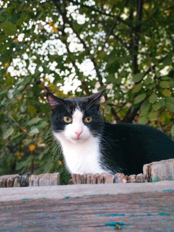 A Cat on the Hunt before Attack Stock Photo - Image of eyes, hunger ...