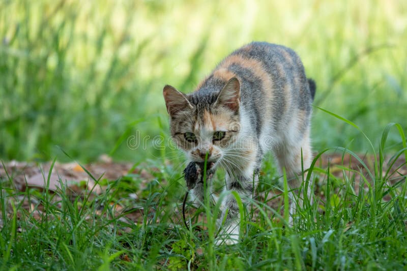 Cat Hunt Mouse Encounter Closeup at a Low Level View Stock Photo ...